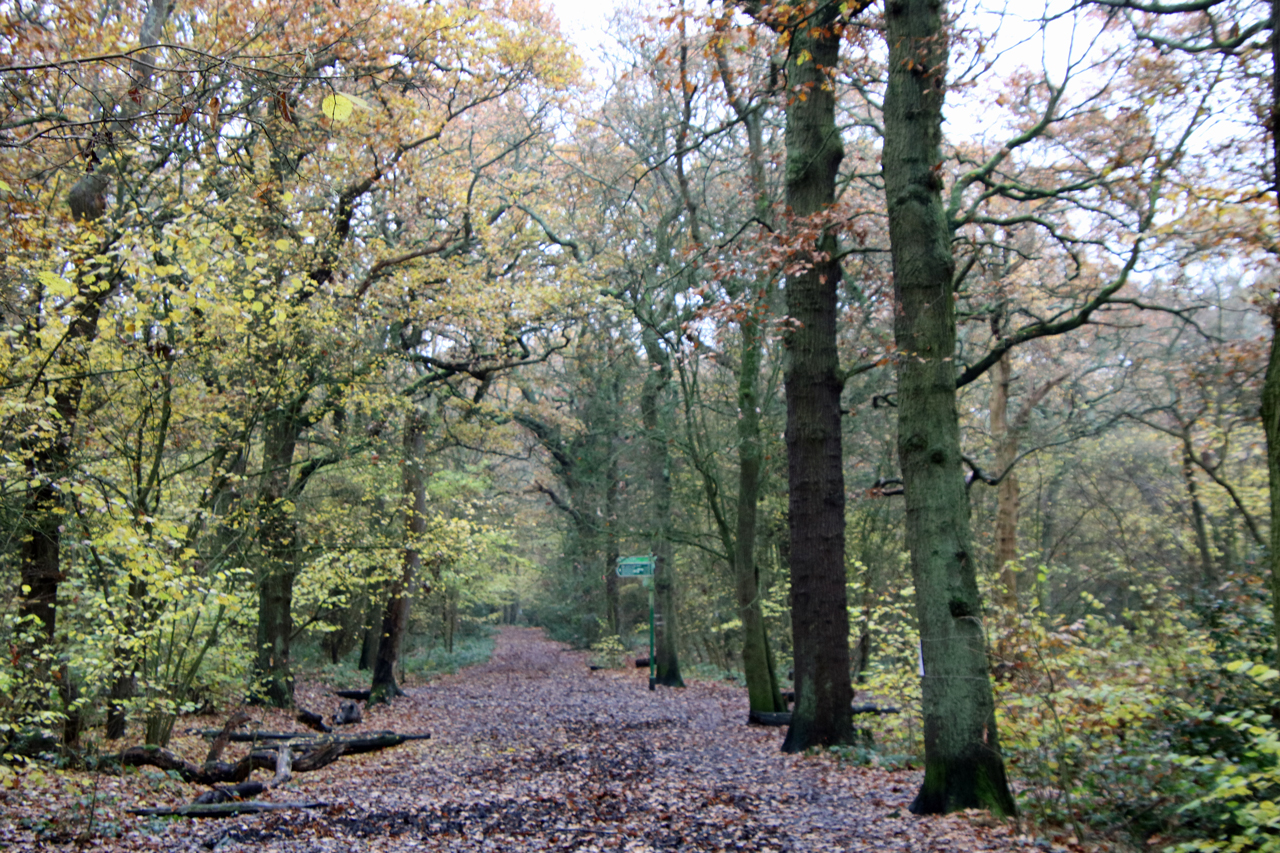 oxleas wood – a spark in your veins