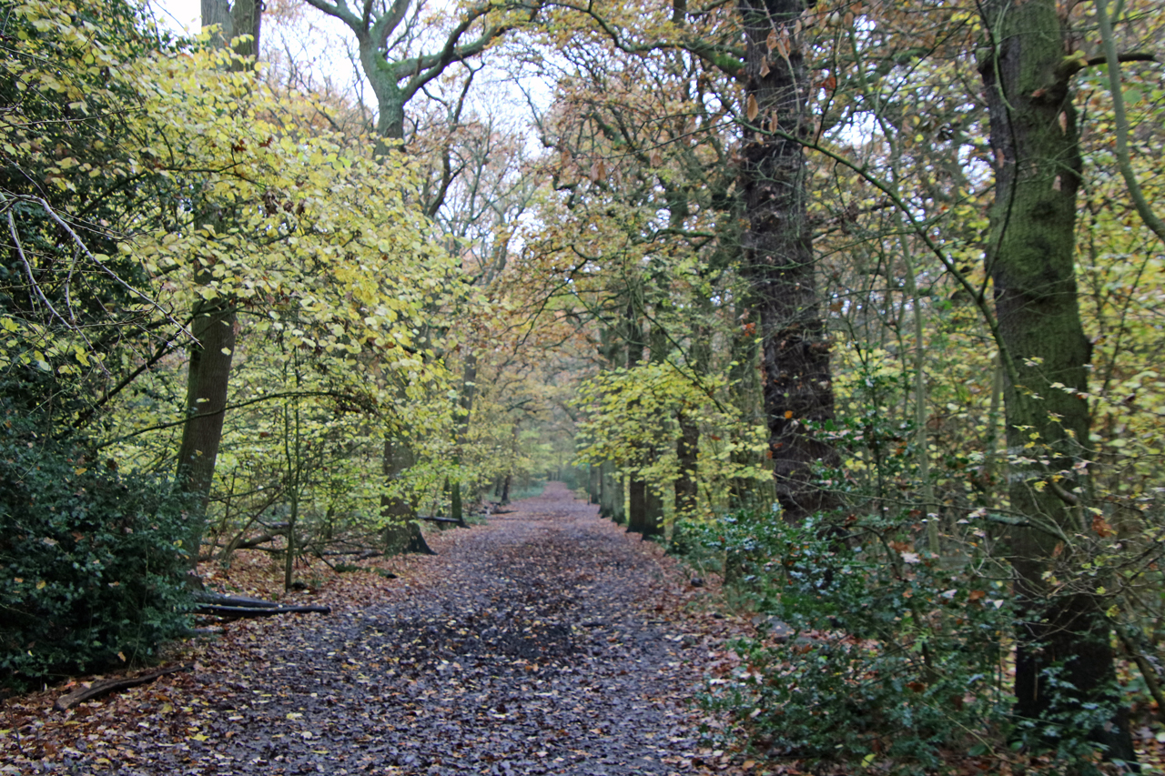 oxleas woods – a spark in your veins